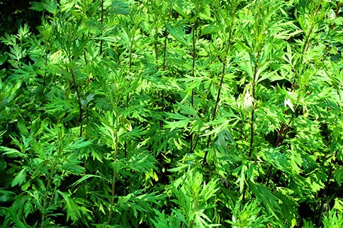 7 Smokable Plants | Lookah